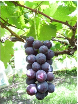 Fruits(苗栗區農業改良場)